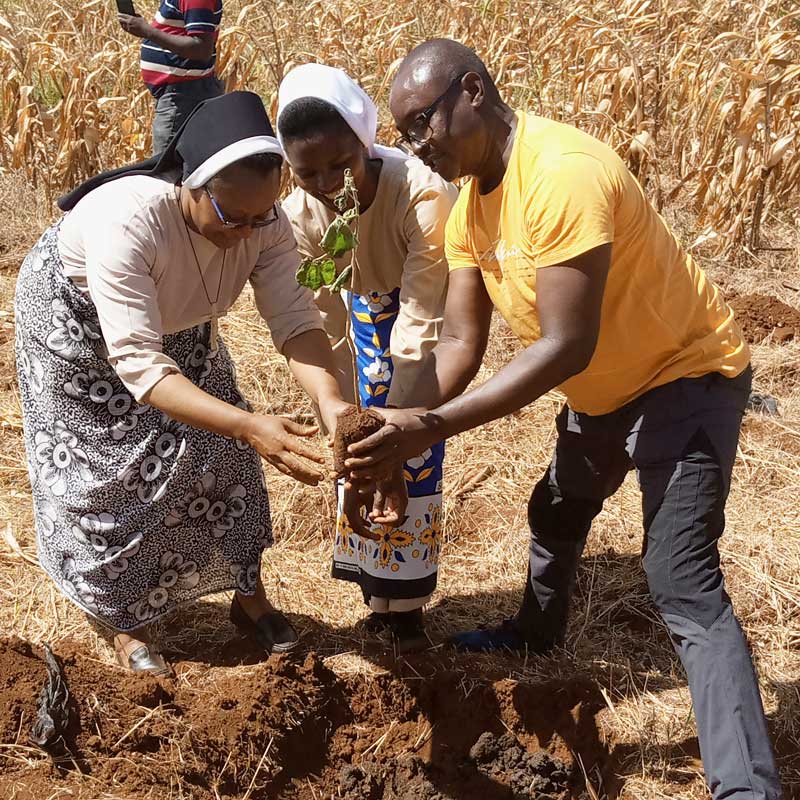 Tree Planting Initiative Lead by Felician Sisters in Kenya – Felician ...